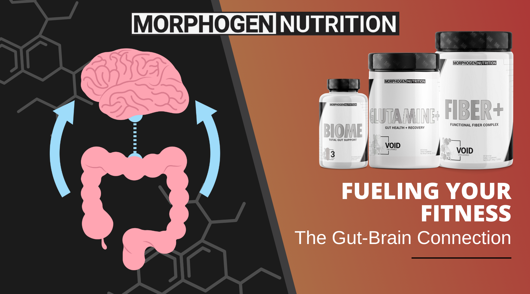 Fueling Your Fitness: The Gut-Brain Connection – Morphogen Nutrition